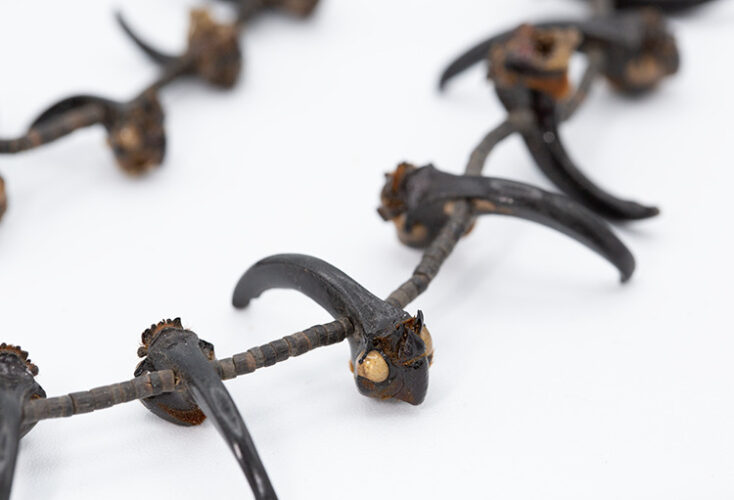 Pupating Lab | Barrett Klein